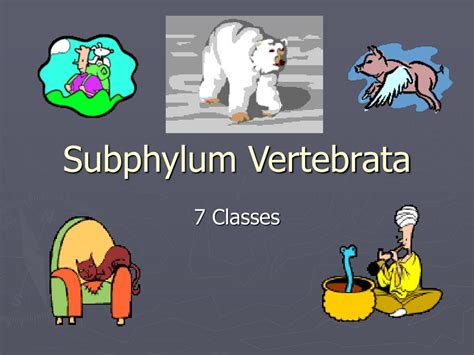 Ppt Subphylum Vertebrata Powerpoint Presentation Free Download Id 5423580