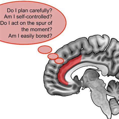 Pdf Anterior Cingulate Cortex