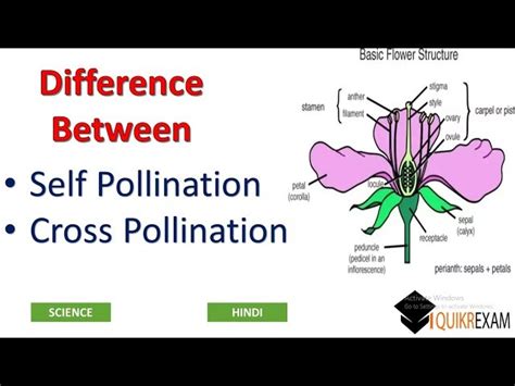 Difference Between Self Pollination And Cross Pollination Hindi Science Quikr Exam
