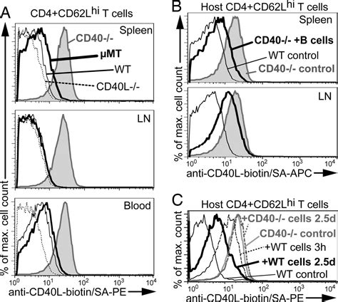 Naive Cd4 T Cells Constitutively Express Cd40l And Augment Autoreactive