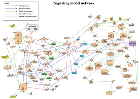 Scheme Of A Model Signaling Network Scheme Of The Signaling Network Download Scientific