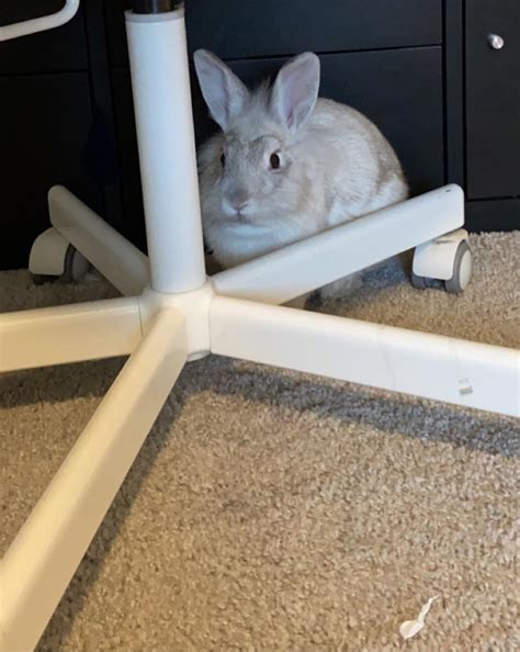 And This Is Why I Cant Get Work Done Rrabbits