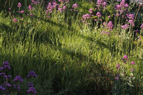 乡村的植被高清图片下载 正版图片507505401 摄图网