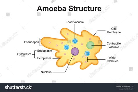 Scientific Designing Amoeba Structure Colorful Symbols Stock Vector Royalty Free 2223597239