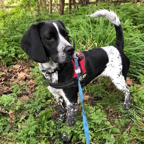 19 English Springer Spaniel Mixes Who Will Steal Your Heart