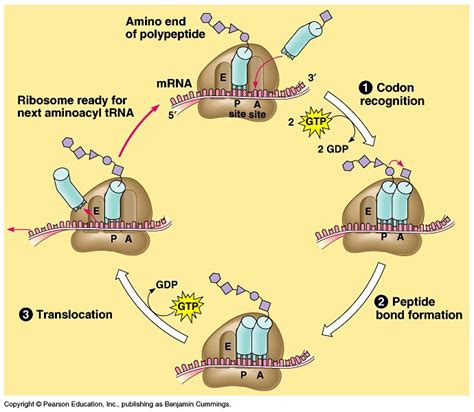 Diagram What Happens Each Of The Following Phases Of Transla