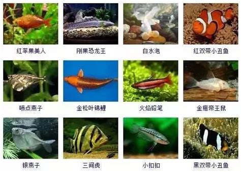世界观赏鱼图鉴大全，你见过几种？~