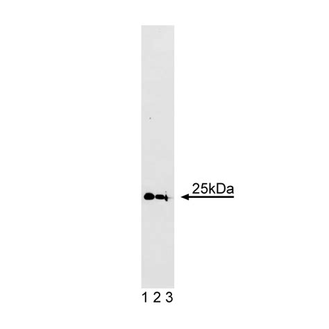 Purified Mouse Anti Rab5