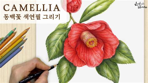 애타는 사랑의 꽃 동백꽃 색연필 그리기 꽃 그림 보태니컬아트 배우기 39 3 Soop Vod