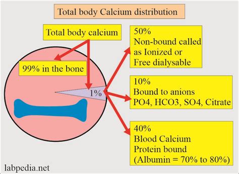 Calcium Part 2 Ionized Calcium Ca Free Calcium Calcium Metabolism Extracellular Fluid