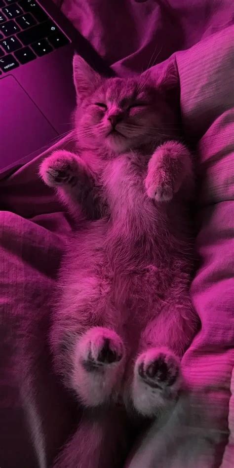 Cute Cat Laying On Bed