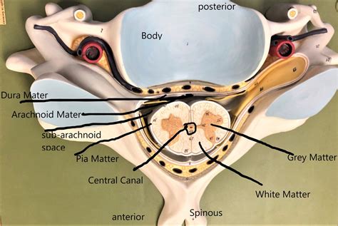 Spinal Cord Model Labeled