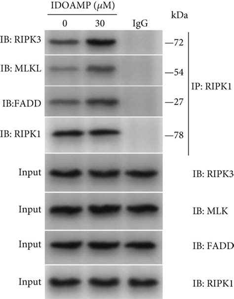 Idoamp Inhibits Aurora Kinase A And Promotes Ripk1 Ripk3 Mlkl Necrosome