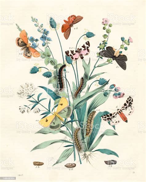 European Butterflies Bugworm Moth Tiger Moth Flutteres Color Plate Illustration 1857 Stock