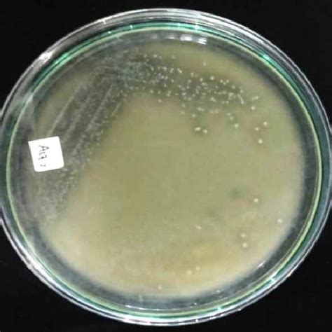 Pdf Antimicrobial Activity Of Lactic Acid Bacteria From Bamboo Shoot Pickles Fermented At 15 Oc