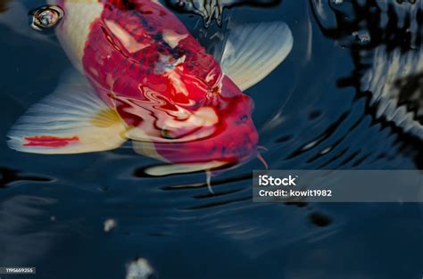 물 정원에서 수영 하는 일본 잉어 물고기 멋진 잉어 물고기 잉어 물고기 잉어 물고기 연못에서 수영 배경을 격리하는 것은 검은