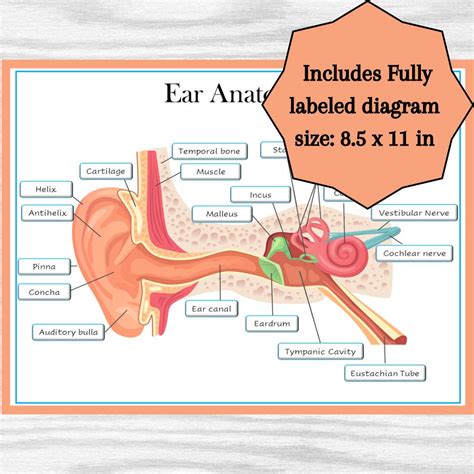 Ear Anatomy Diagram Educational Printable Learning Resource Instant