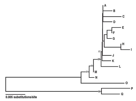 a phylogenetic tree constructed using mitochondrial d loop sequences of