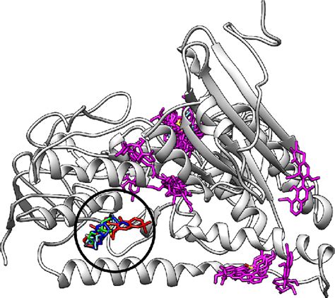 3d Representation Of Global Docking Showing Preferential Binding Site Download Scientific