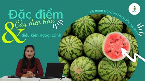 Đặc điểm Cây Dưa Hấu Và điều Kiện Ngoại Cảnh Chủ đề 1 Kỹ Thuật