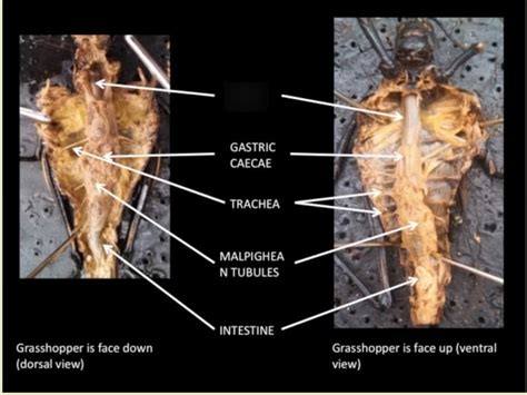 Internal Grasshopper Anatomy Diagram Quizlet