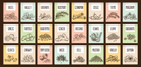 향신료 스티커의 벡터 세트 바질 파슬리 고수풀 로즈마리 계피 칠리 후추 백리향 심황 후추 생강 오레가노 커민 양귀비 아니스 마늘 딜 겨자 사프란 바닐린 회향 참깨 정향 마