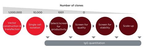High Throughput Igg Quantitation Platform For Clone Screening During Drug Discovery And Development