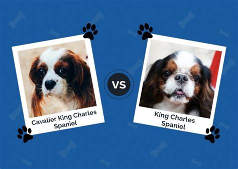 Cavalier King Charles Spaniel Vs Cocker Spaniel The Key Differences
