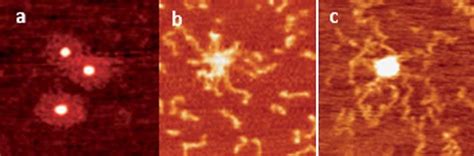 Afm Images Showing Different Micelle Configurations Of Associated Download Scientific Diagram