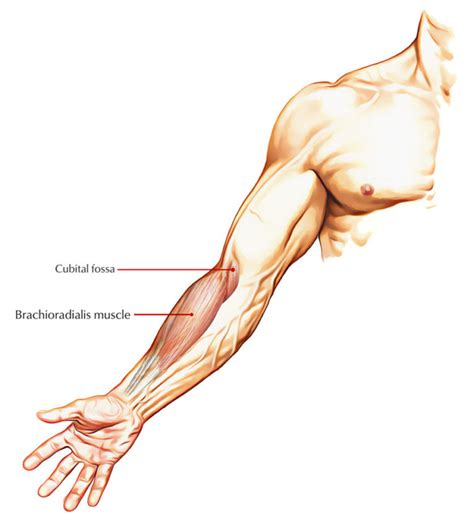 Brachioradialis Earths Lab