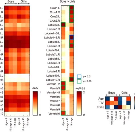 Sex Differences In Cerebellar Regional Gray Matter Volume In Each Age