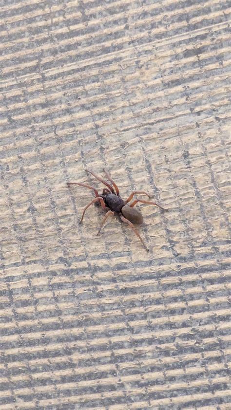 Please ID This Spider R Spiders