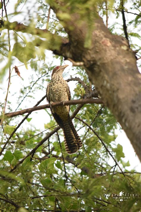 Cam එක අරන් එලියට ඇවිත් ඉන්න කොට Kalpana Shenash Gamage