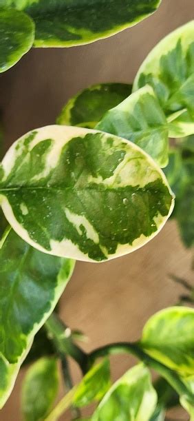 잡색의 Pedilanthus Tithymaloides 잎은 피침 모양이며 녹색과 흰색 색조가 번갈아 나타납니다 불규칙한 성장과 뚜렷한 색조는 이 다육 식물의 장식적 가치에