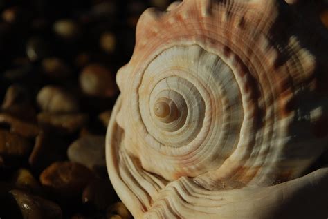 Fibonacci Spiral Shell