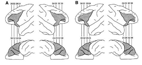 Figure 2 From The Role Of Ventral And Orbital Prefrontal Cortex In Conditional Visuomotor