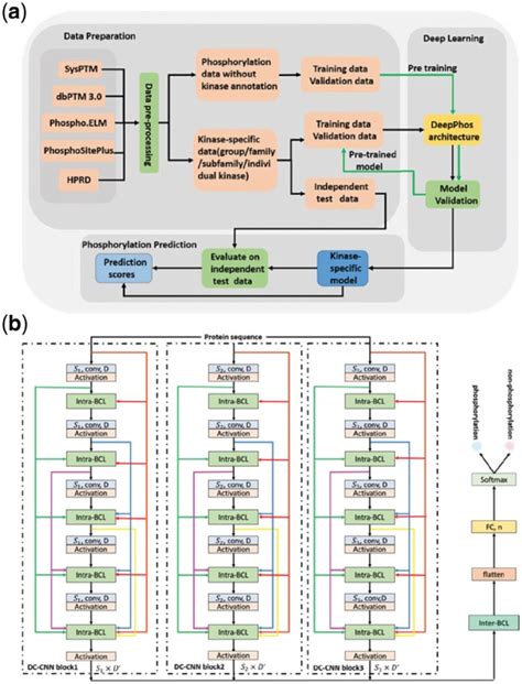 Deepphos Prediction Of Protein Phosphorylation Sites With Deep