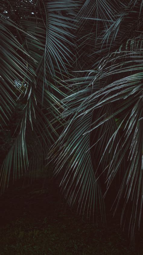 100 Jungle Iphone Wallpapers