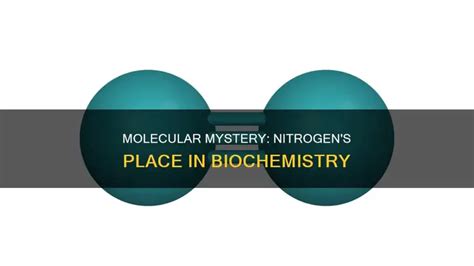 Molecular Mystery Nitrogens Place In Biochemistry Medshun