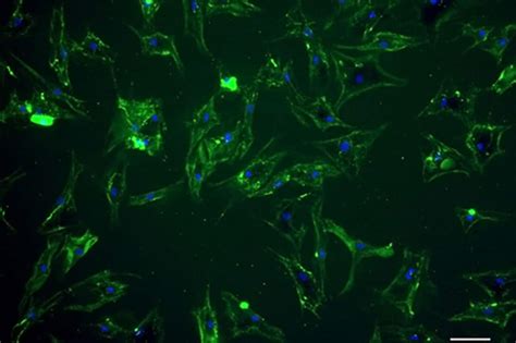 Scientists Hijack Bacteria S Homing Ability