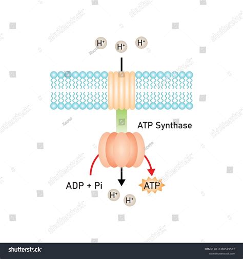 Atp Synthase Mechanism Function Scientific Design Stock Vector Royalty Free 2380519567