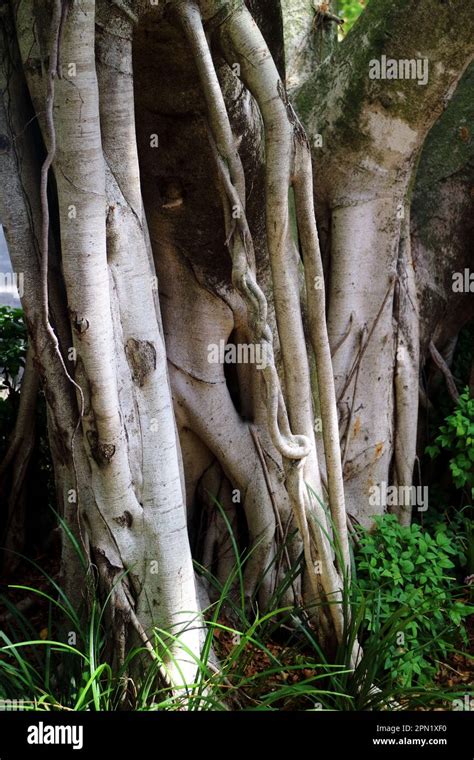 Closeup Australian Rainforest Fig Tree Trunks Brisbane Australia Stock Photo Alamy