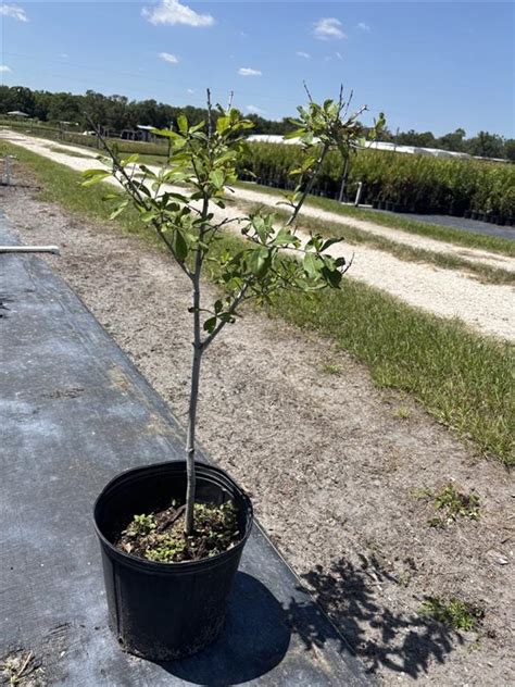 Laurel Oak Quercus Lauifolia 3 Gal Little Red Wagon Native Nursery