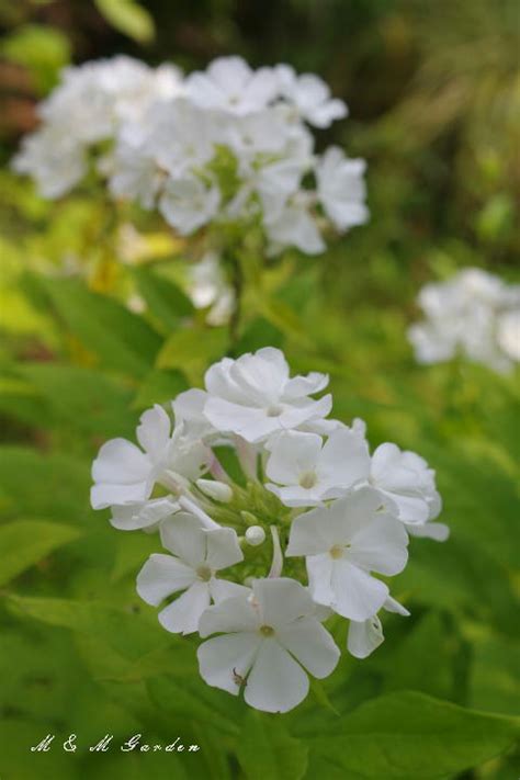 ガーデン 草花 M＆mガーデン∞自然豊かな地・シークレットガーデン