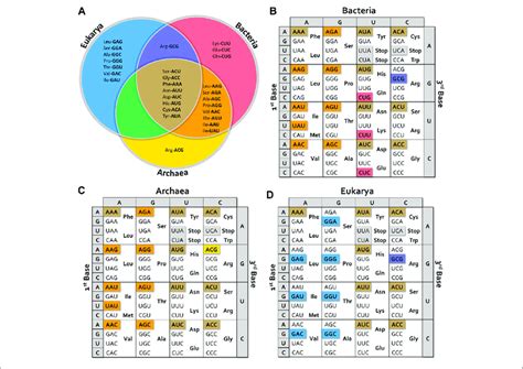 Trna Amino Acid Chart