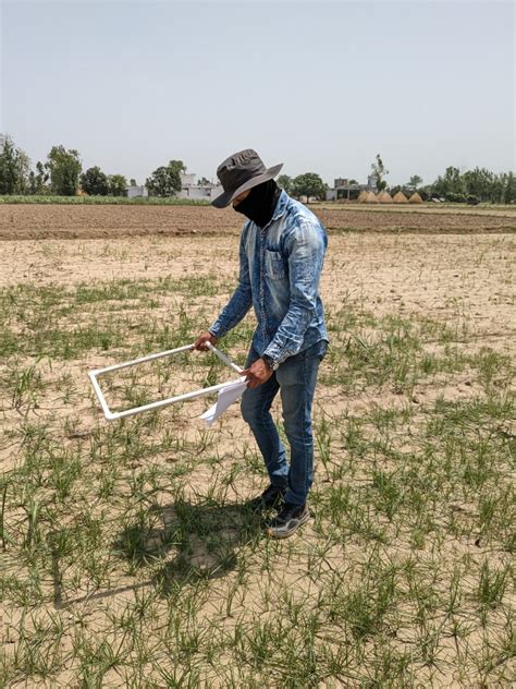 satyam gupta on linkedin at work taking data observation in sugarcane herbicide trail