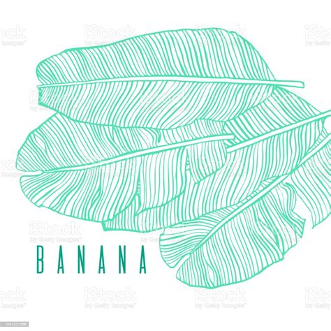 바나나 잎 핸드는 흰색 바탕에 선형 벡터 일러스트 레이 션을 그려 바나나에 대한 스톡 벡터 아트 및 기타 이미지 바나나 잎 0명 Istock