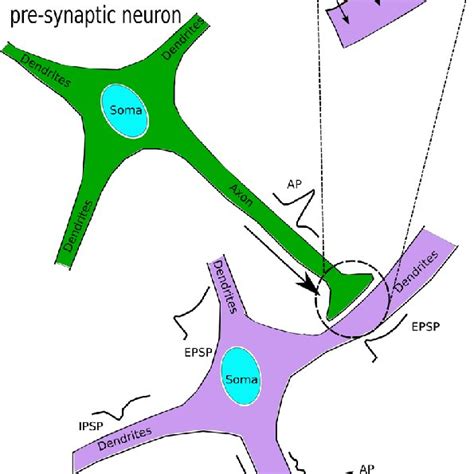 Illustration Of A Pre Synaptic Neuron Green And A Post Synaptic Download Scientific Diagram