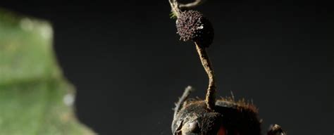 A Parasitic Fungus Turns Ants Into Zombies It Spreads Throughout Their Body And Slowly Takes