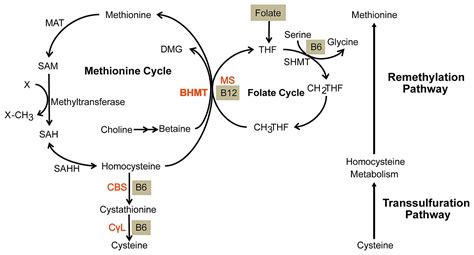 Methionine Homocysteine